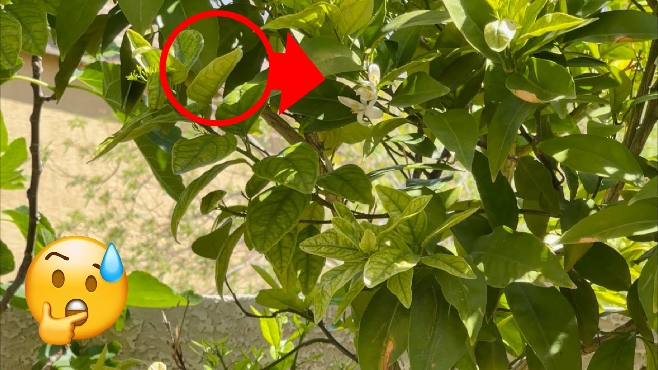 Getting our Citrus (Blood Moro) tree to bloom!😅🤔 # ...