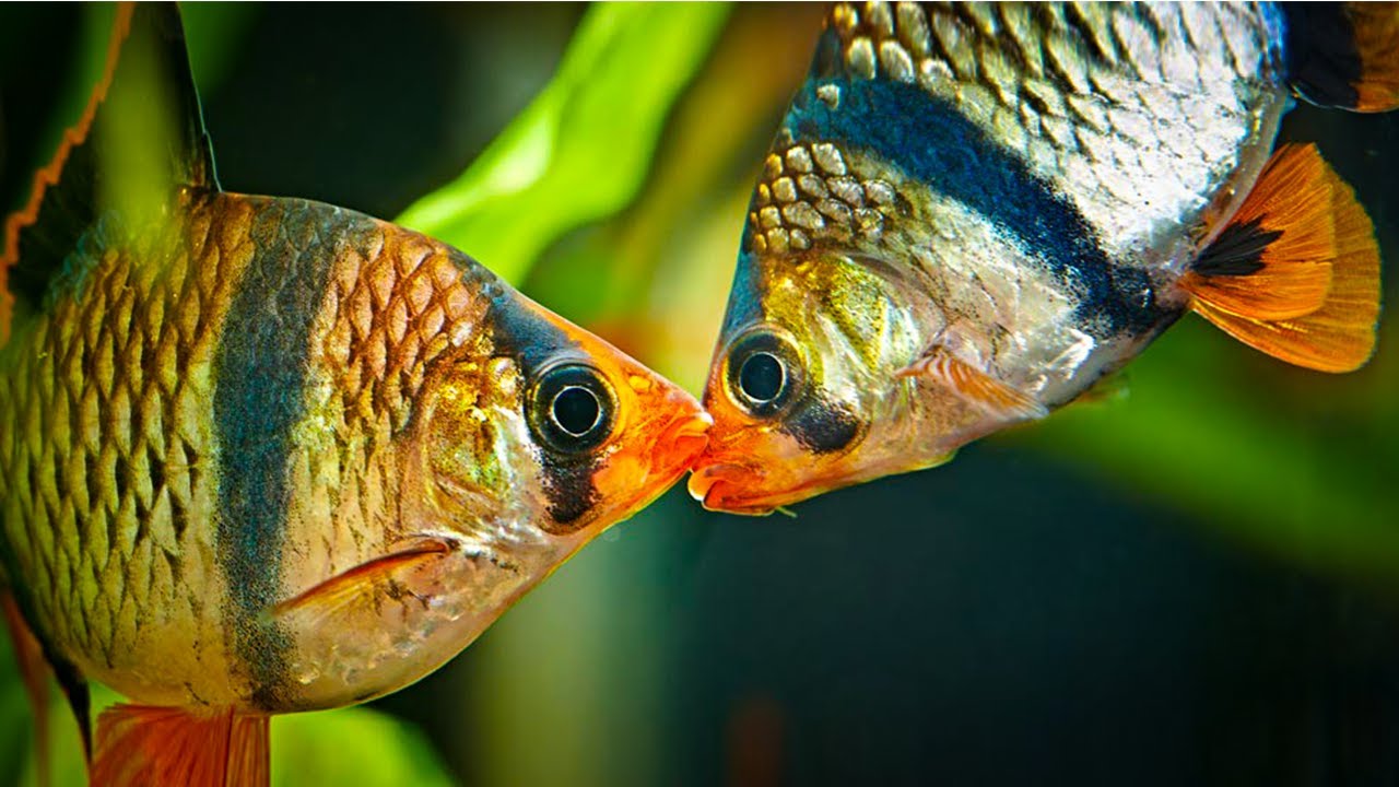 Underwater footage | Nature Relaxation Music Rare & Colorful Sea Life ...