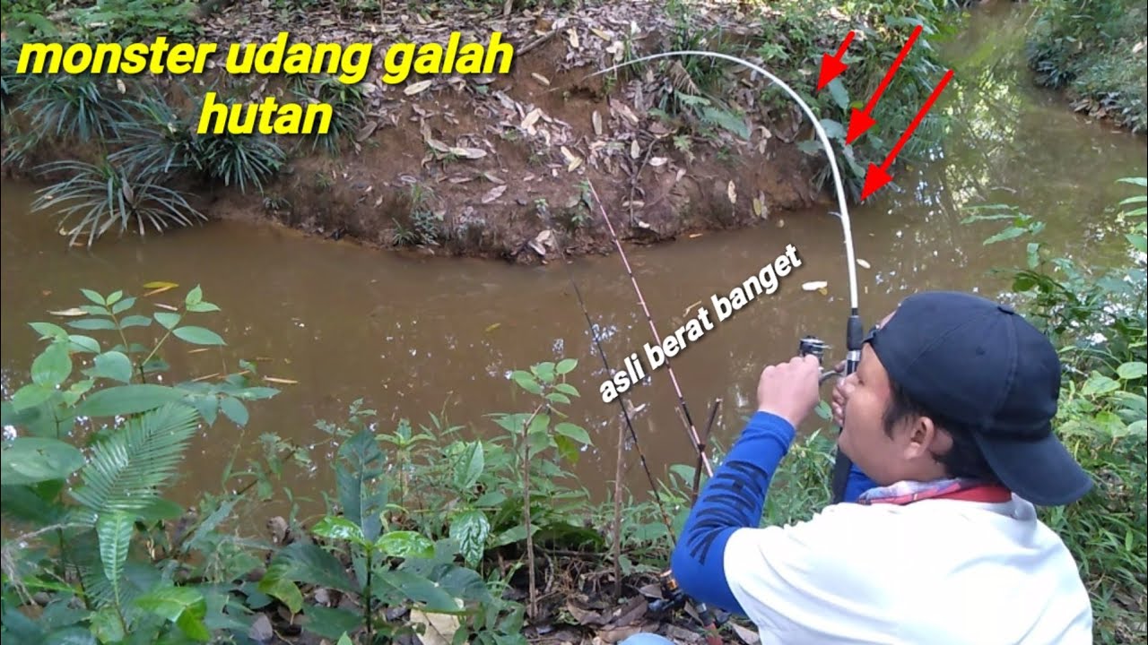 udang galah monster di dalam hutan|nariknya kuat banget joran smpai ...