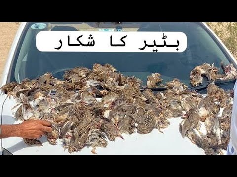 Bater ka shikar how to hunt beutifull birds 🐦 teetar ka shukar # ...