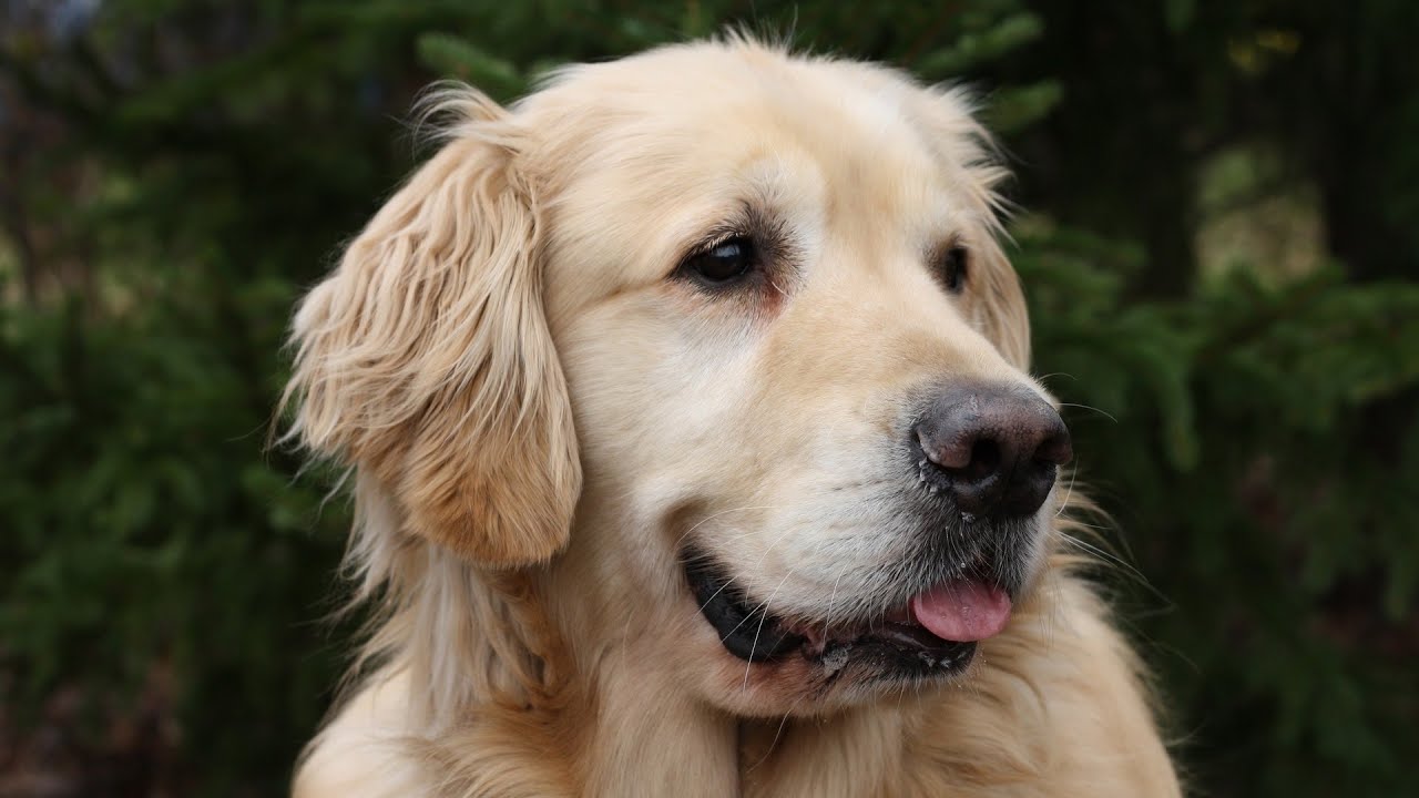 Decoding Your Golden Retriever s Communication Understanding Barks ...