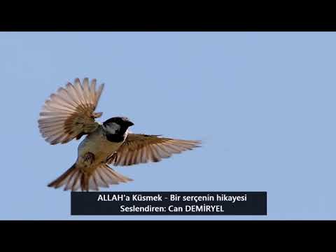ALLAHa  Küsen Bir Serçenin Hikayesi! BÜYÜK İBRET Can Demiryel