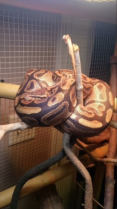 ARBOREAL BALL PYTHON? #shorts - YouTube