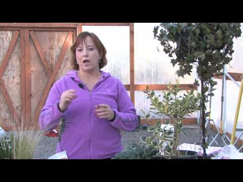 How Do You Trim Oleander Bushes