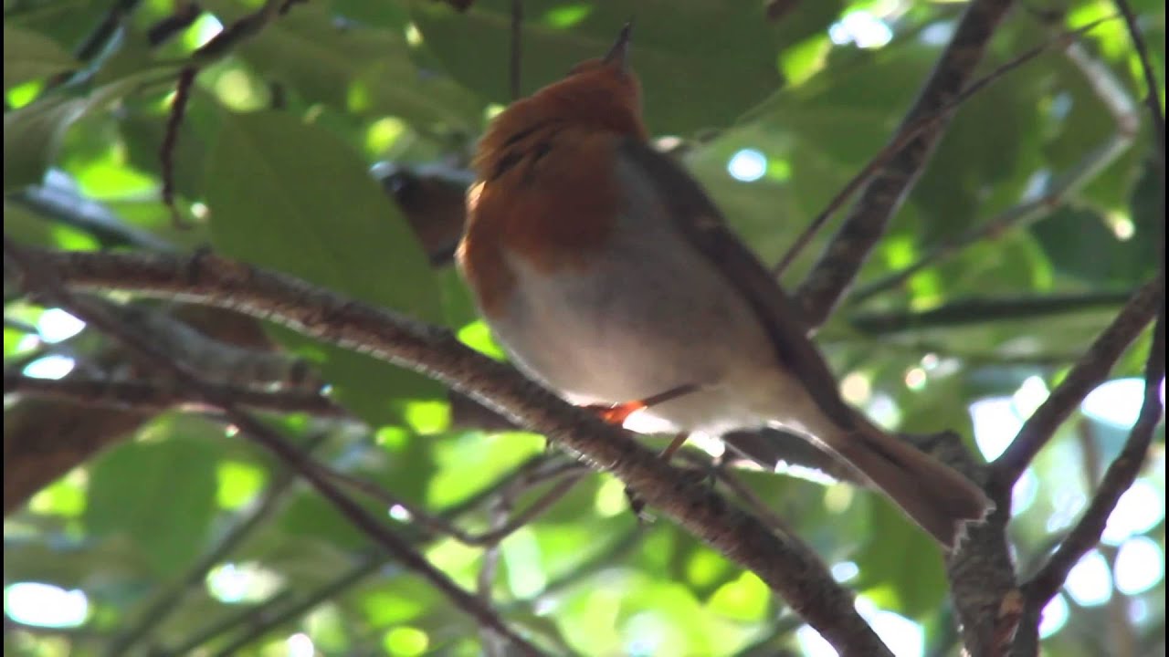 Robin Singing - Our Camp Friend - YouTube