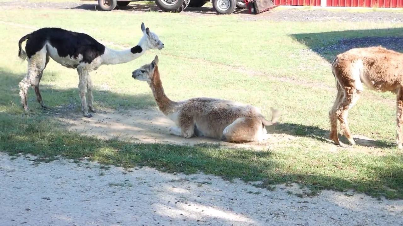 Alpaca rolling - YouTube