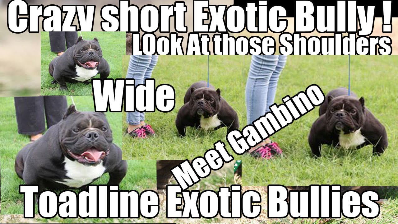 Crazy Wide Toadline Exotic Bully! Meet TOADLINE GAMBINO - YouTube