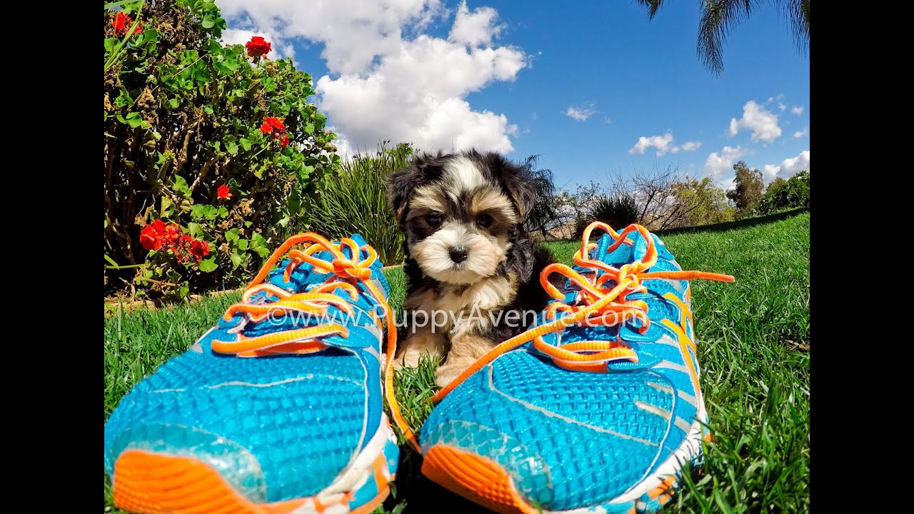 Niah the Parti Morkie Hybrid Female Puppy For Sale! PuppyAvenue.com ...
