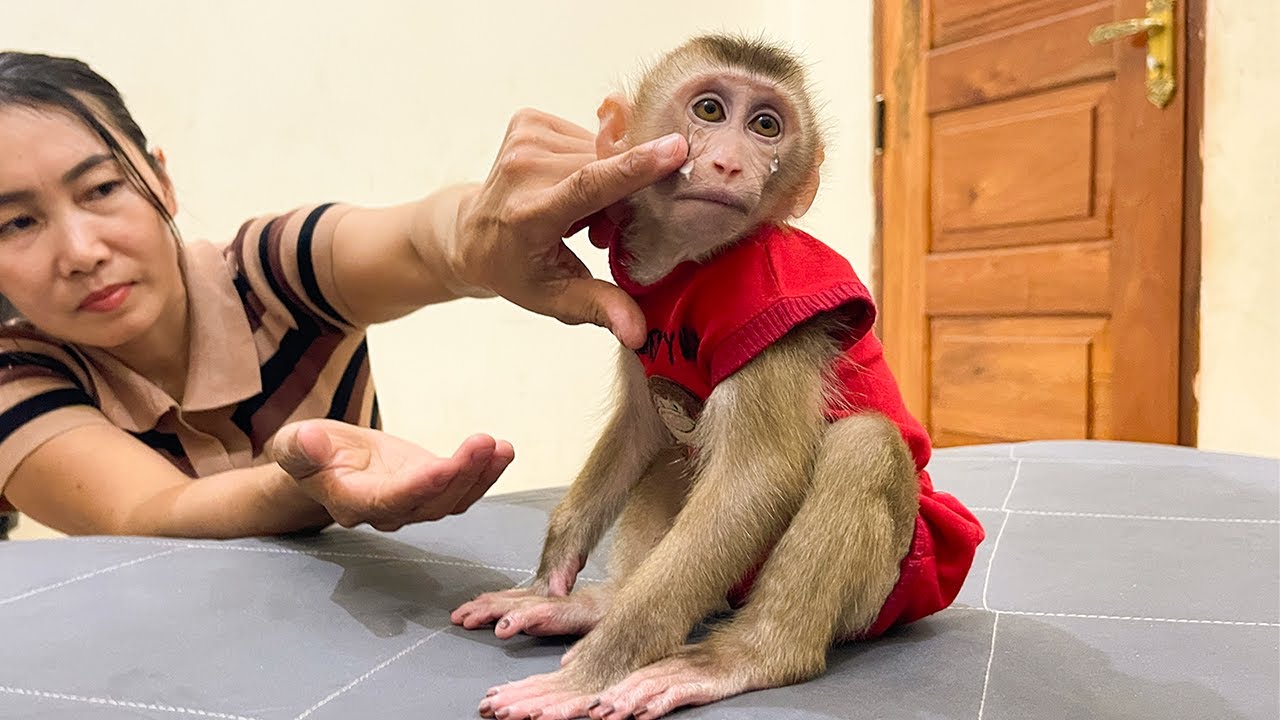 So funny! Monkey YuYu still Angry and Sulking Mom! - YouTube