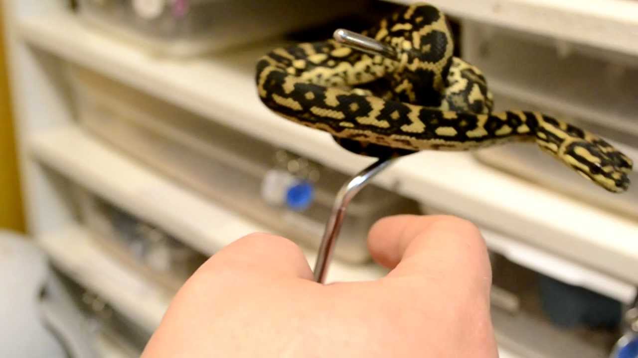 Another New Carpet Python YouTube another-new-carpet-python-youtube