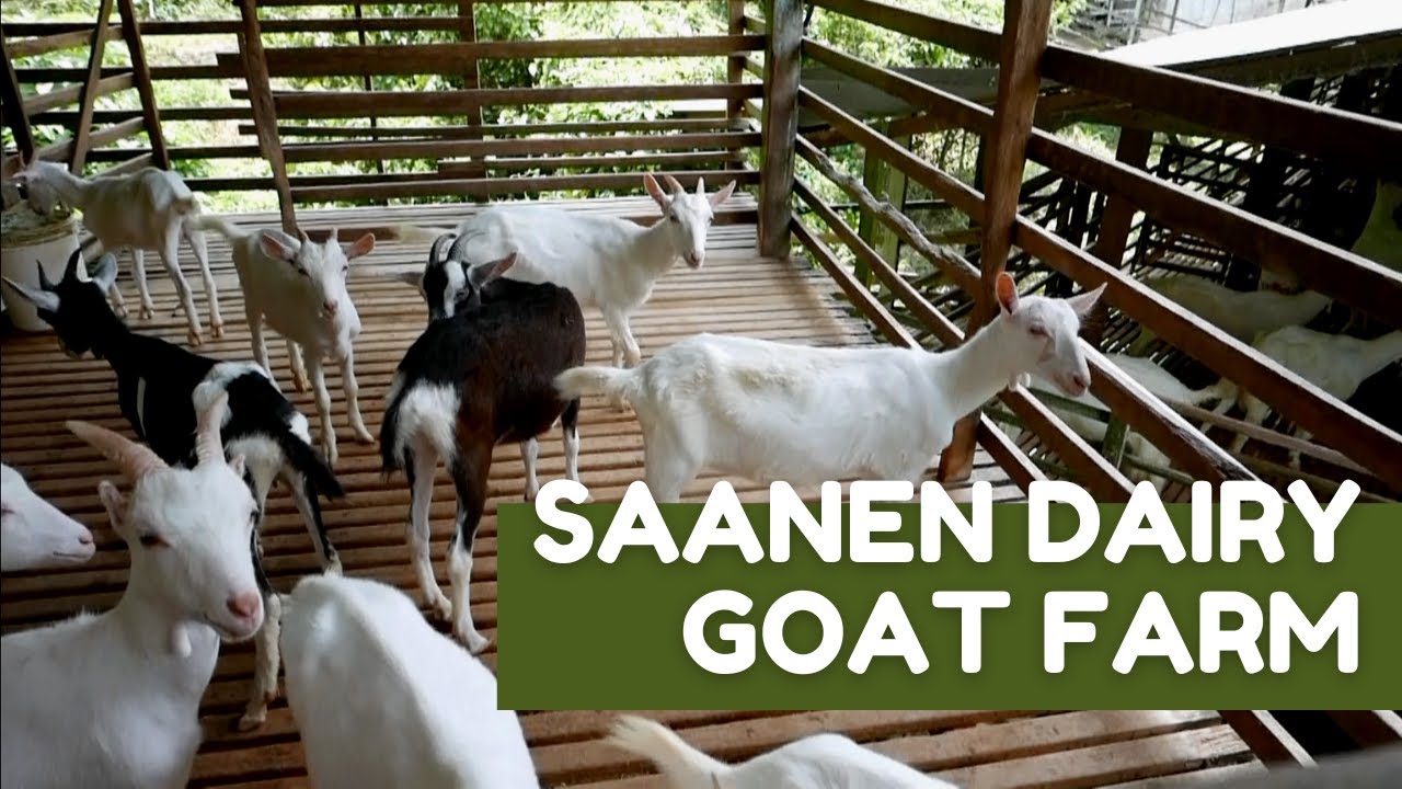 🇲🇾 Adorable Animals In Balik Pulau Goat Farm, Penang - YouTube