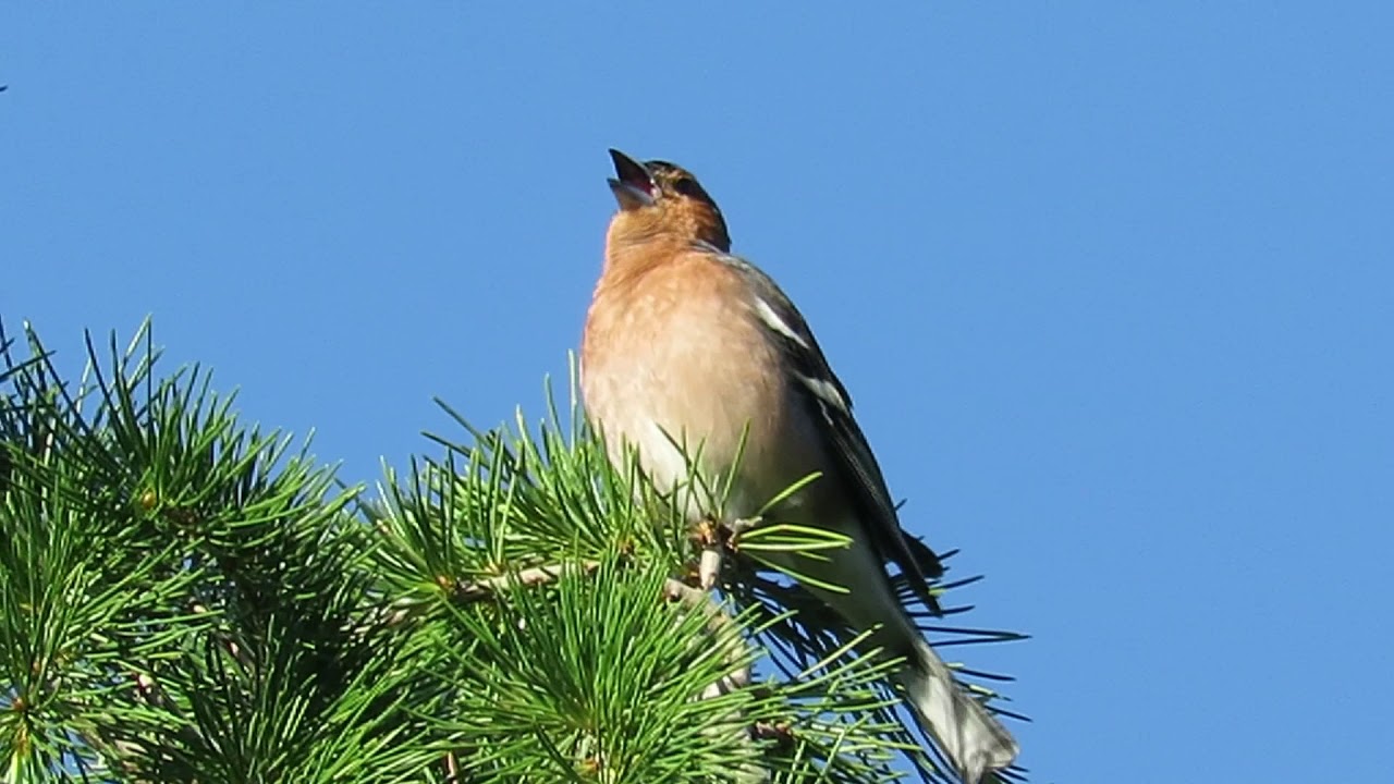 Il fringuello e i suoi colori sgargianti - YouTube