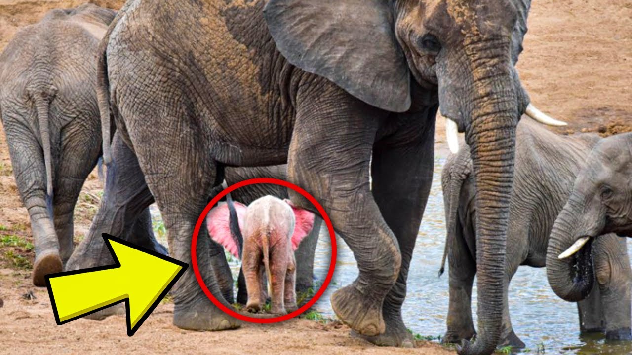 Rare Baby Pink Elephant Born With Albinism Is Surviving In The Wild ...
