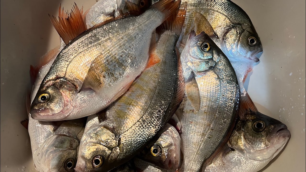 Surf Perch Fishing at Pacific Beach, Washington - YouTube