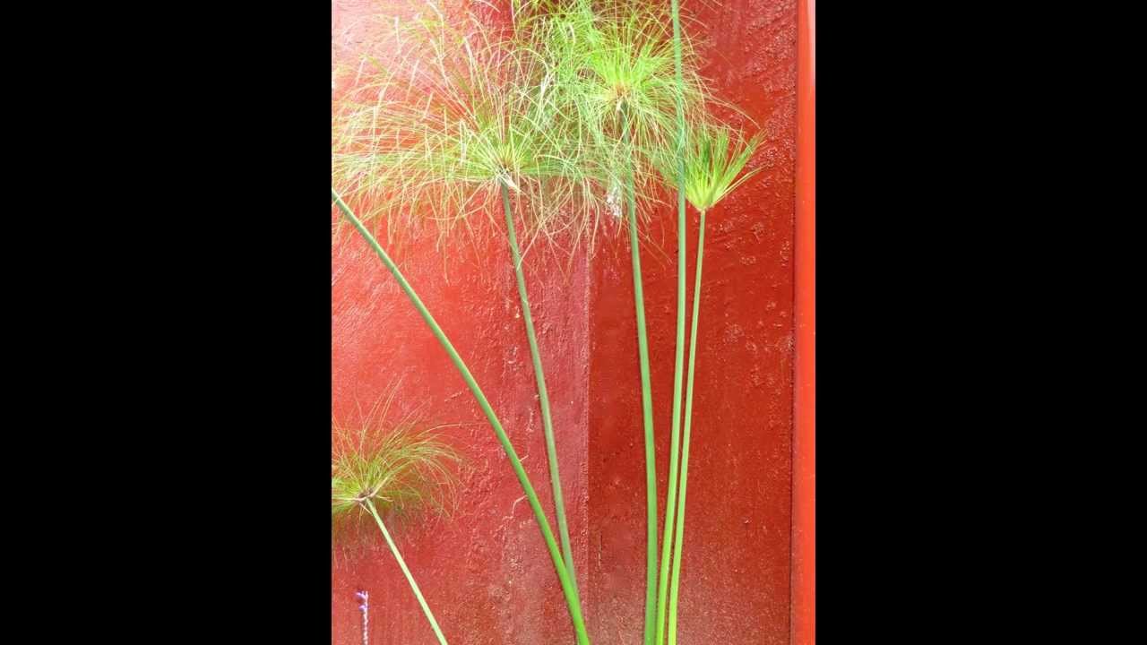 Papyrus growing - YouTube