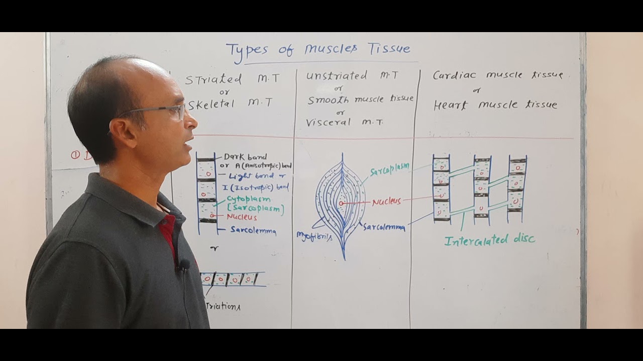 class 9th muscle tissues - YouTube