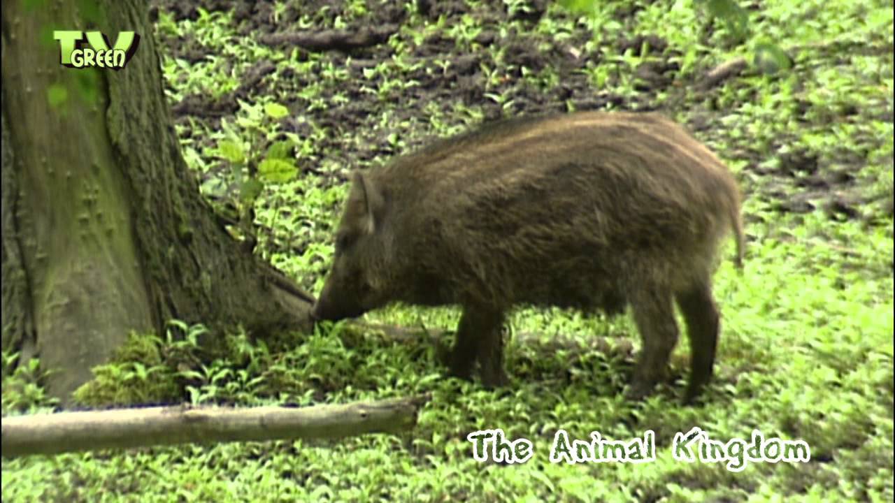 Wild Zwijn - Wild Boar & baby's #02 - YouTube