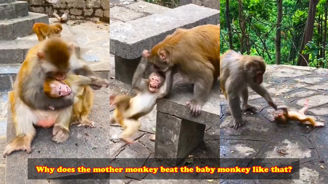 OMG!!! Why Monkey Mum Fight Baby So Bad Like This! Pity Monkey Baby Screaming Loudly - YouTube