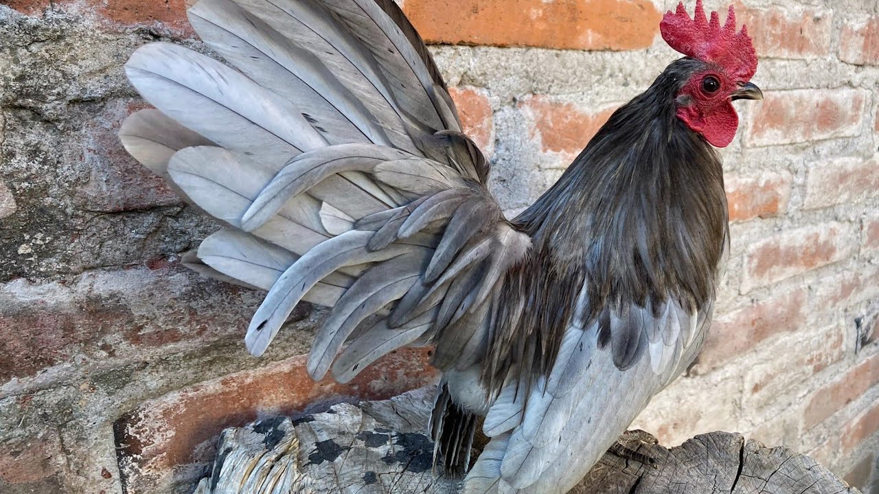 Vamos preparando a los pollos desde pequeños KIKIRIKIS - YouTube