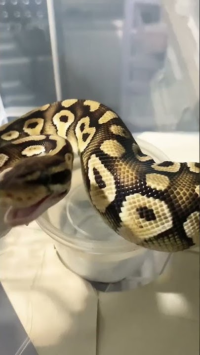 My hungry ball python hatchling #shorts #ballpython - YouTube