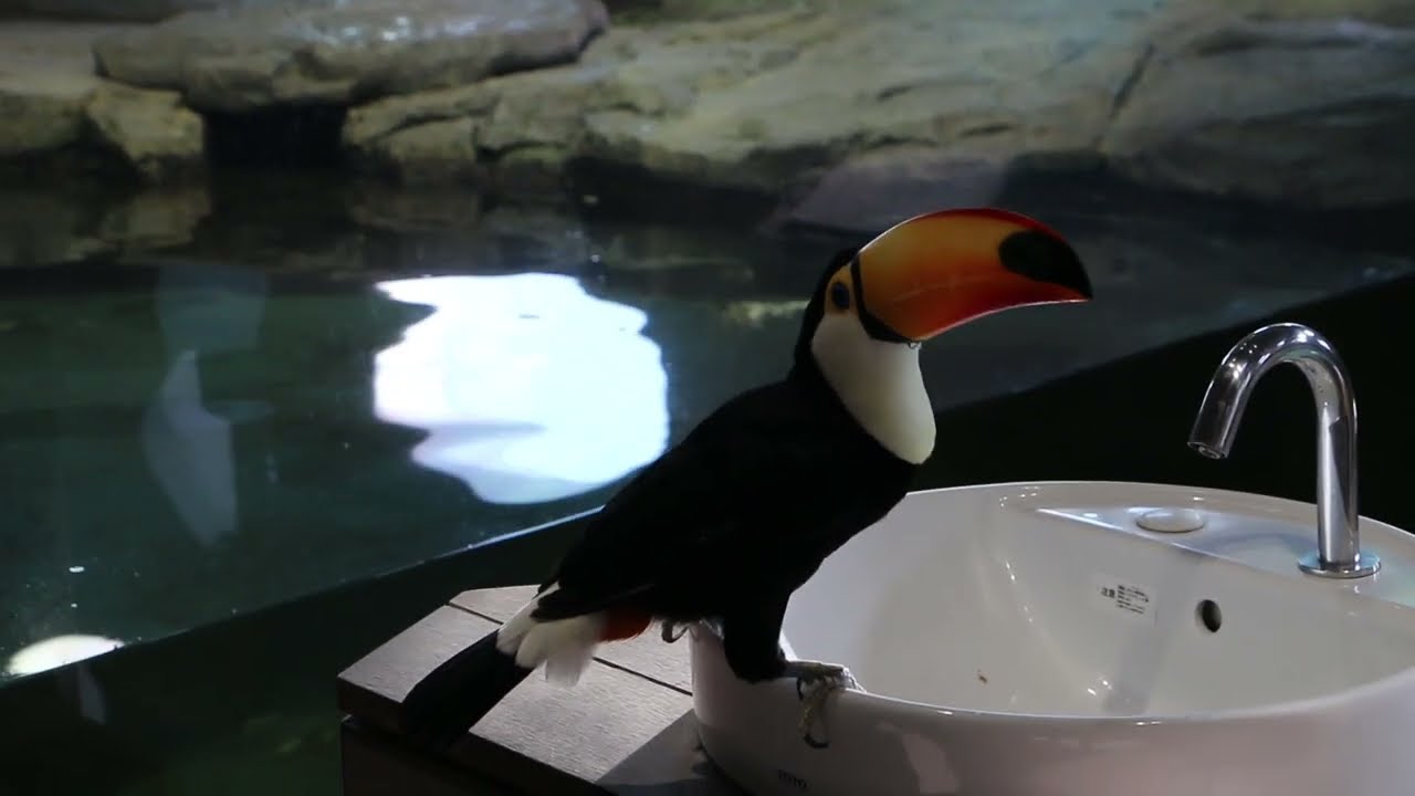 A toco Toucan drink water from an automatic faucet in NIFREL Osaka ...