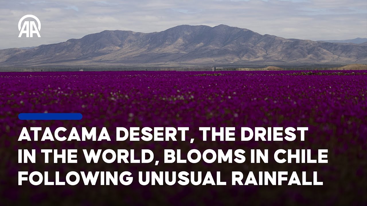 Atacama Desert, the driest in the world, blooms in Chile following ...