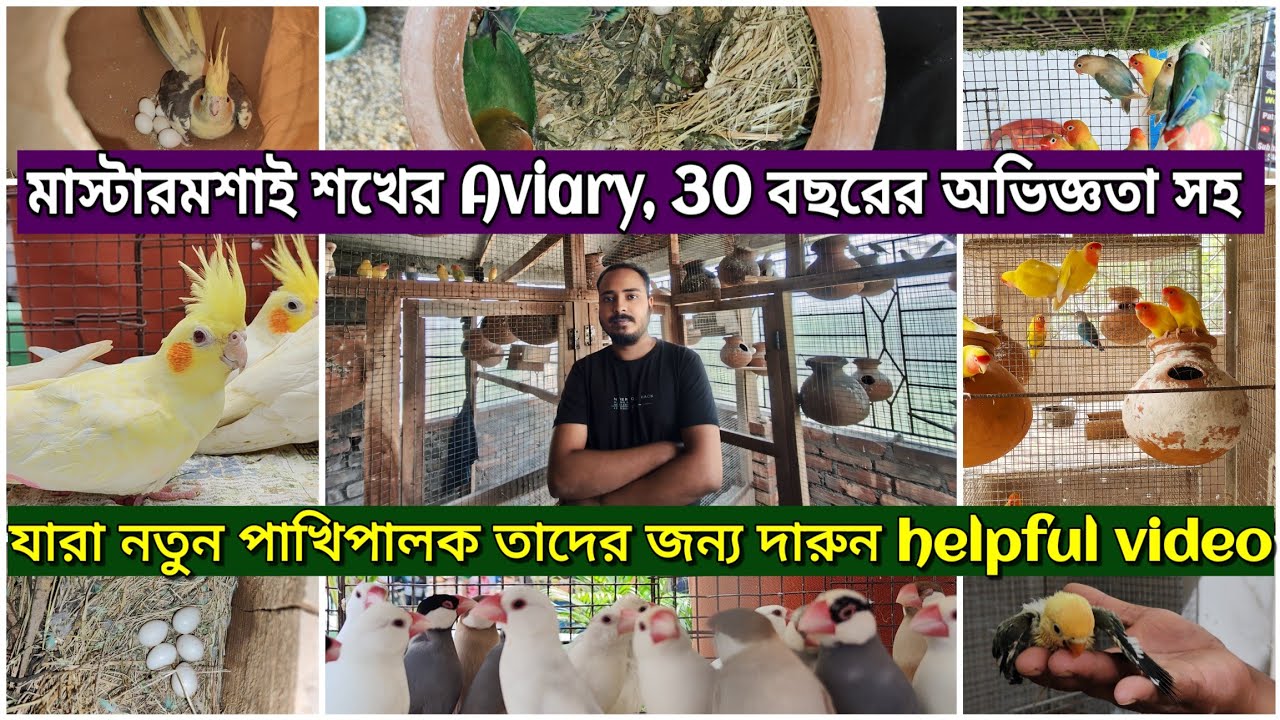 Lovebird Cocktail Java Best Avairy💥। এত ভালো প্রগ্রেস আগে দেখিনি।30year's experience breeder # ...