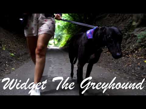 Widget The Greyhound - Greyhound Adoption