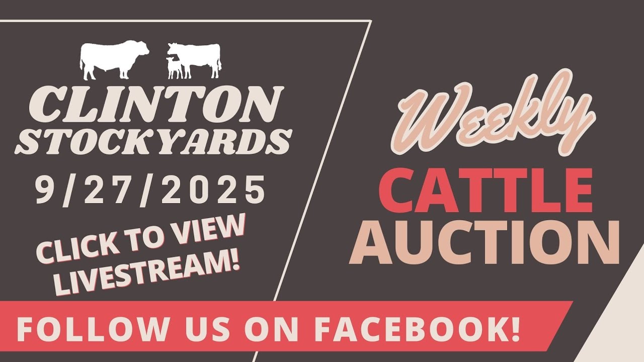 9/27/2025 - Cattle Auction - Clinton Stockyards - YouTube