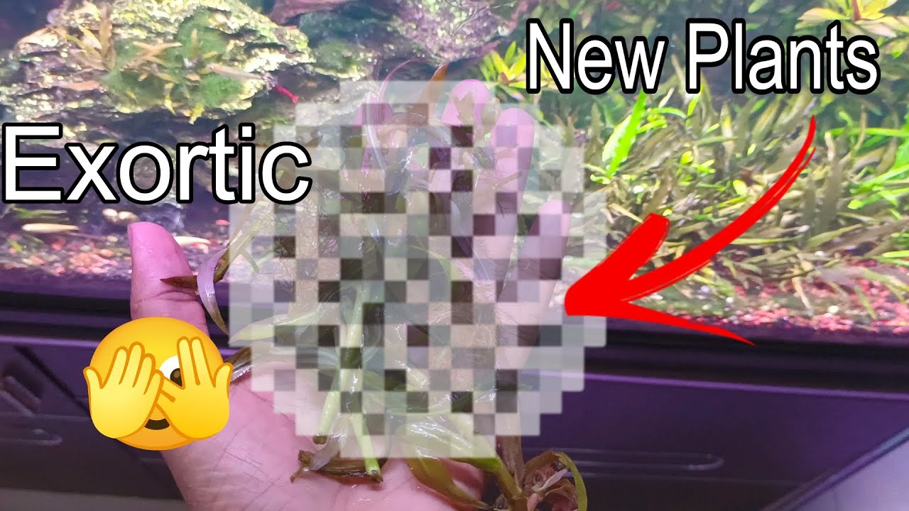Adding Rare Plants in My 4ft Massive AQUASCAPE | CINEMATIC | 4k - YouTube