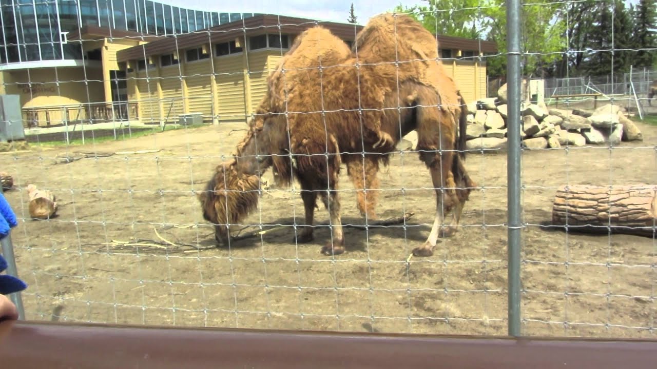 Sonic Goes to the Zoo - YouTube