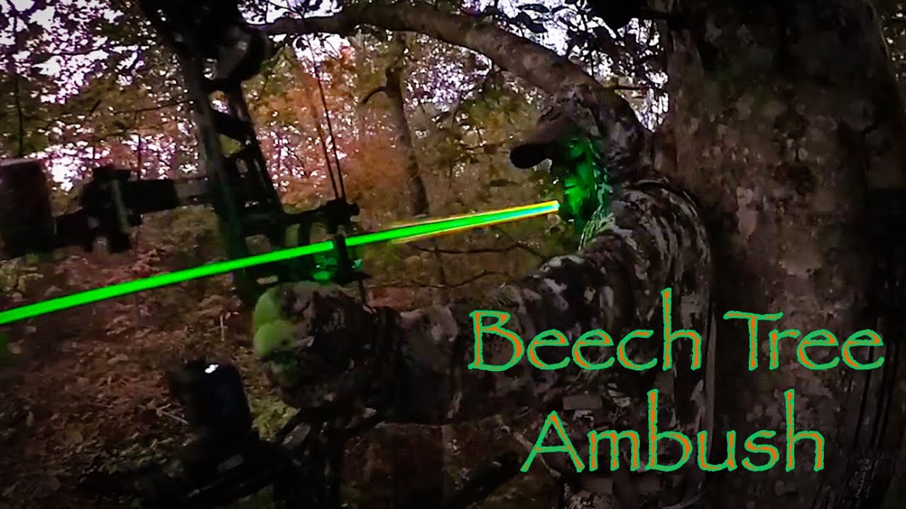 Beech Tree Ambush & Thermal Recovery - YouTube
