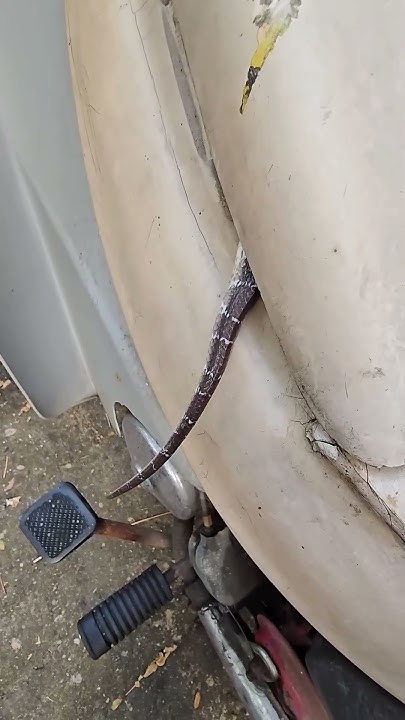 Snake Hiding Inside Motorcycle Body #shorts #snakebite #snacks # ...