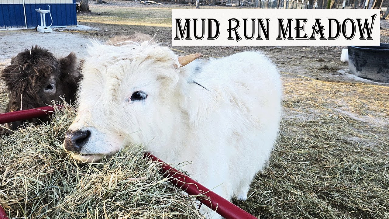 "Shadow's Return Indoors & A Day on the Farm" | Mini Highland Cows ...