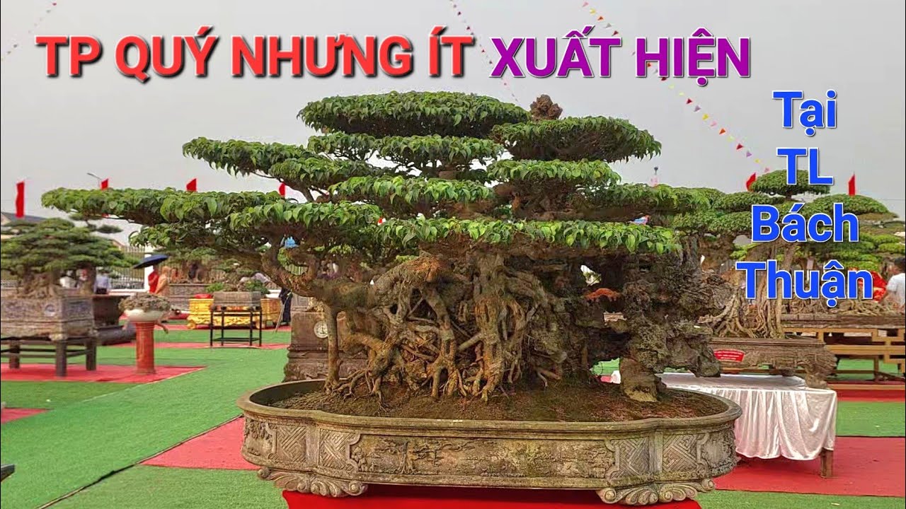 KHÁM PHÁ hàng cây với RẤT NHIỀU TP QUÝ ít khi xuất hiện ở TL BÁCH THUẬN ...