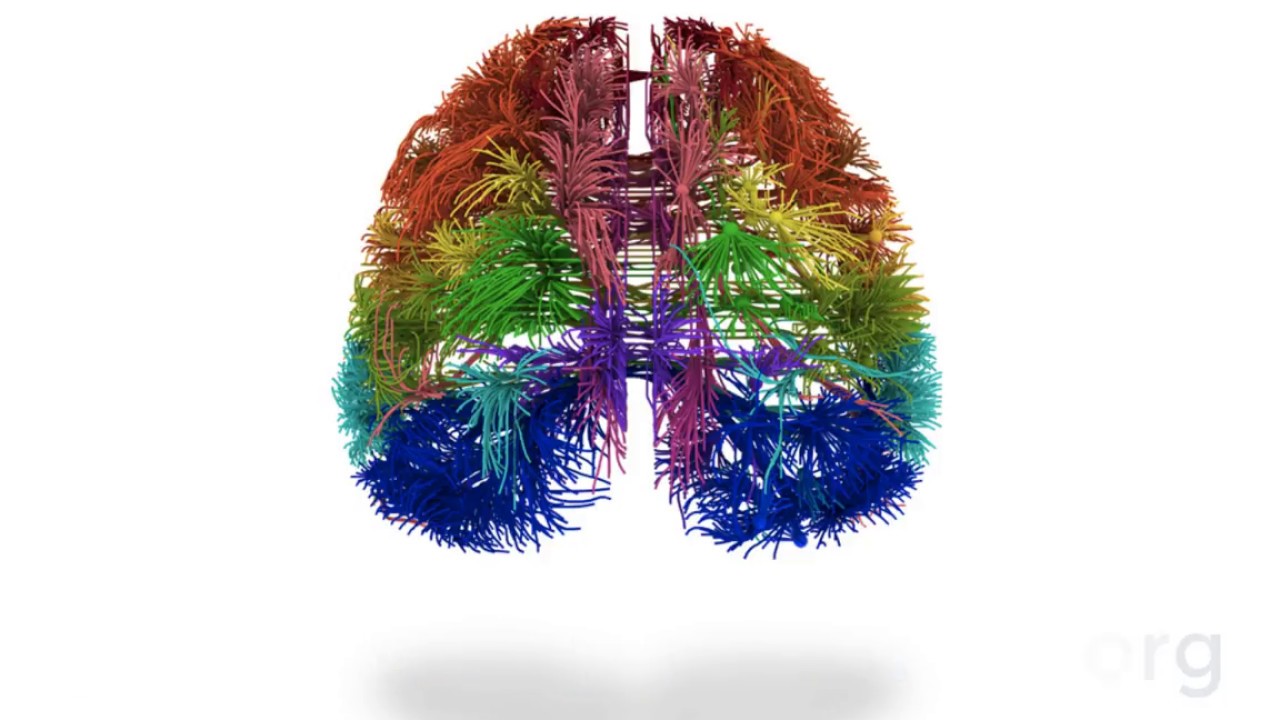 Allen Mouse Brain Connectivity Data - YouTube