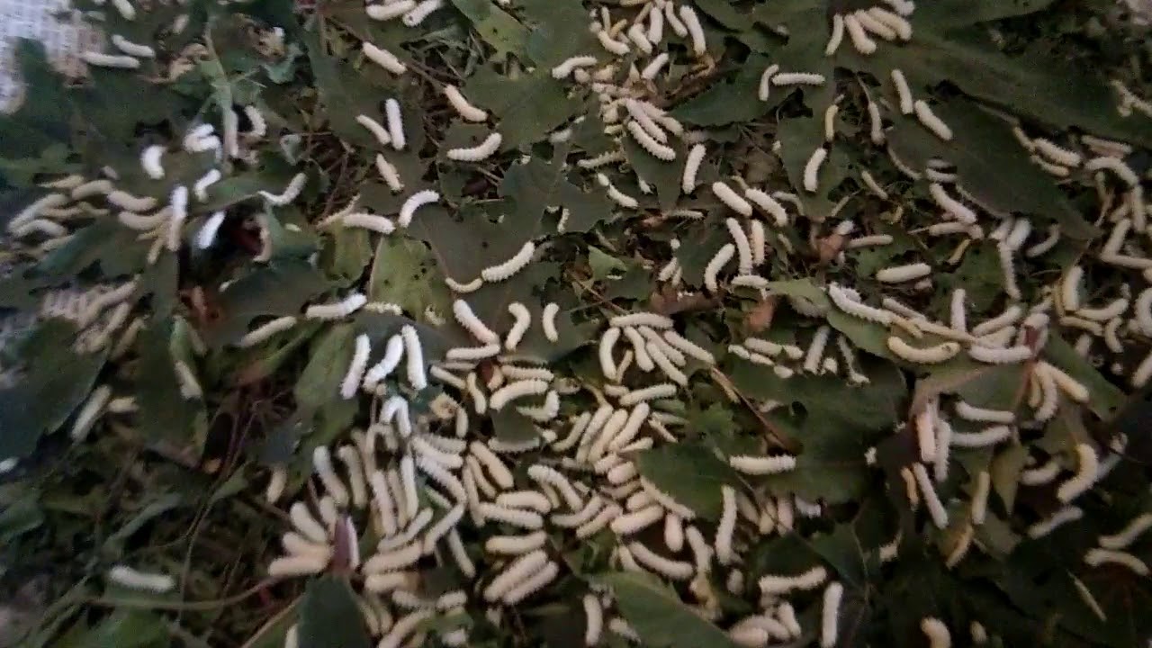 Polu puk (পলু পোক) - YouTube