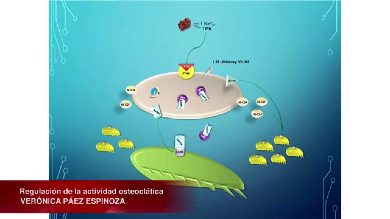 Regulación de la actividad osteoclastica - Facultad de Fisiología - YouTube