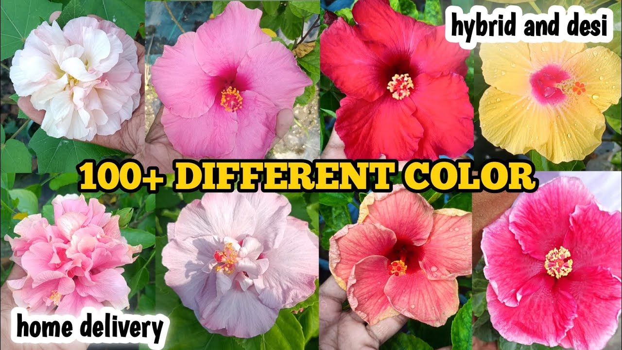 100+DIFFERENT COLOR HAVISCUS🤩| JOBA🥳| ALL INDIA HOME DELIVERY🥳🚚|CONTACT ...