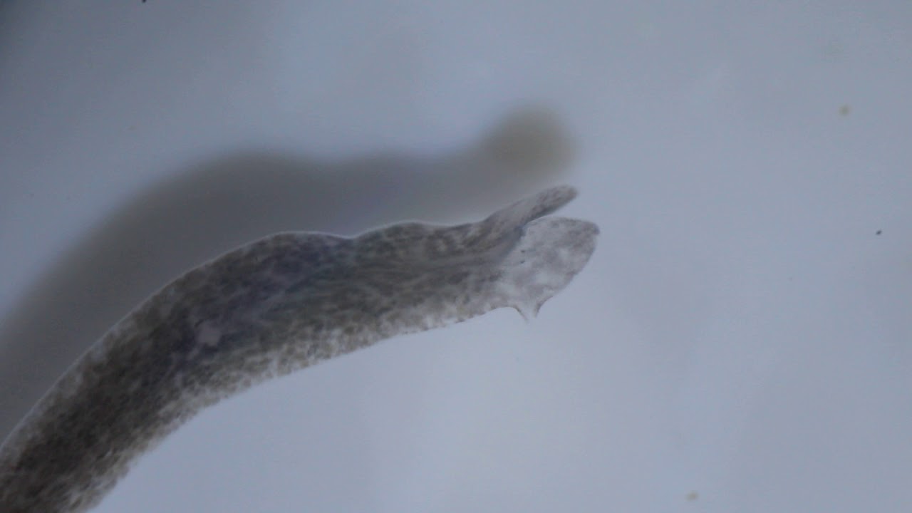 2 Headed Flatworm - YouTube
