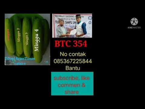 PEMBESAR MR'P(TITAN GEL) VS TOTOK KEJANTANAN +++ DALAM 4 MINGGU HASIL NYATA!!!