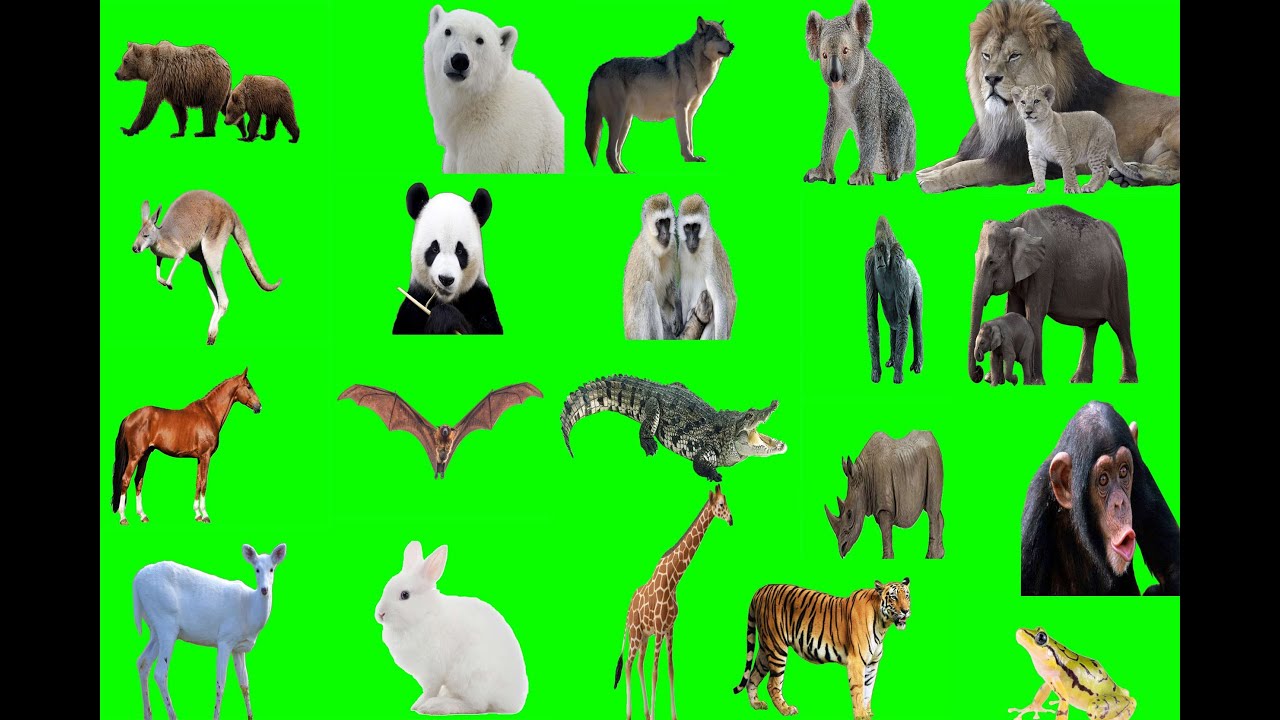 free Green Screen effects of Wild Animals Part-1 - YouTube