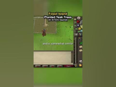 Fastest Woodcutting XP in OSRS - YouTube