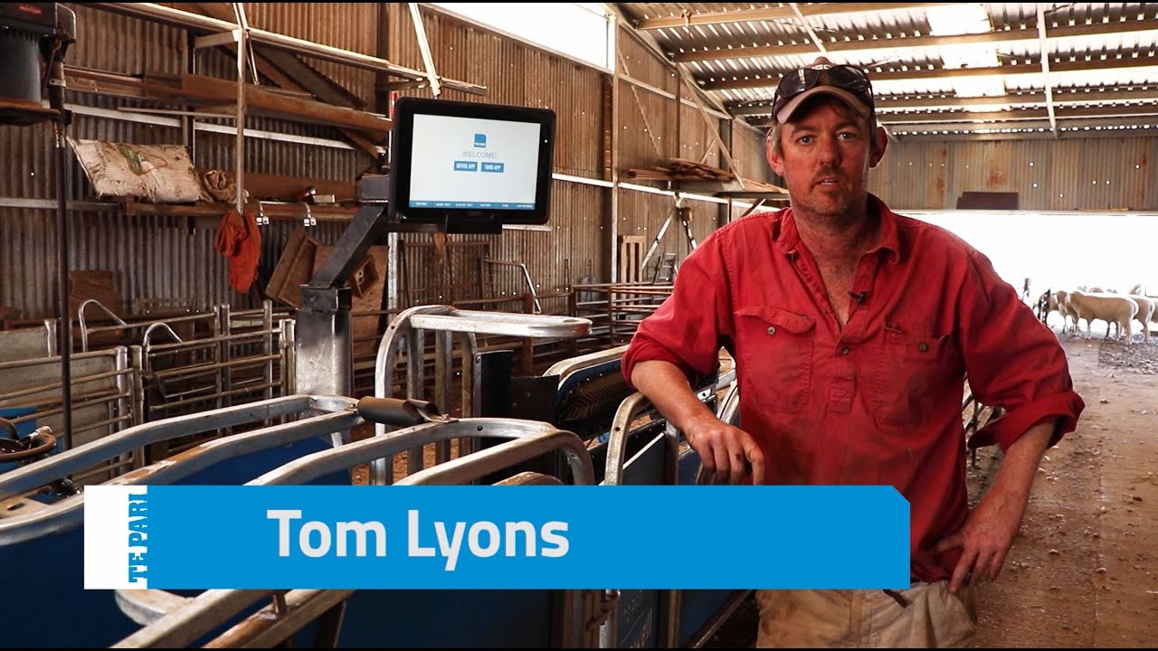 Tom Lyons Drafting Lambs With His New Racewell HD4 & T30 Scale - YouTube