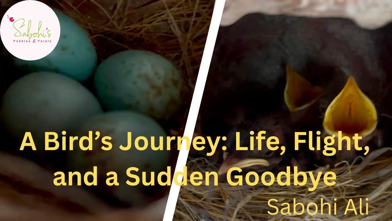 Story of Birds| Eggs, Babies and First Flight| Nature| Eggs and Birds ...
