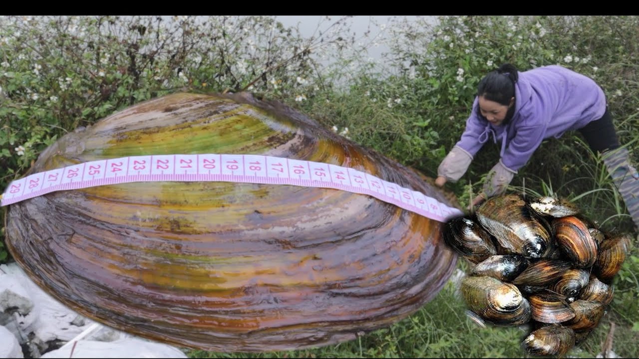 A 700 year old clam shell can produce unique black pearls with bright ...