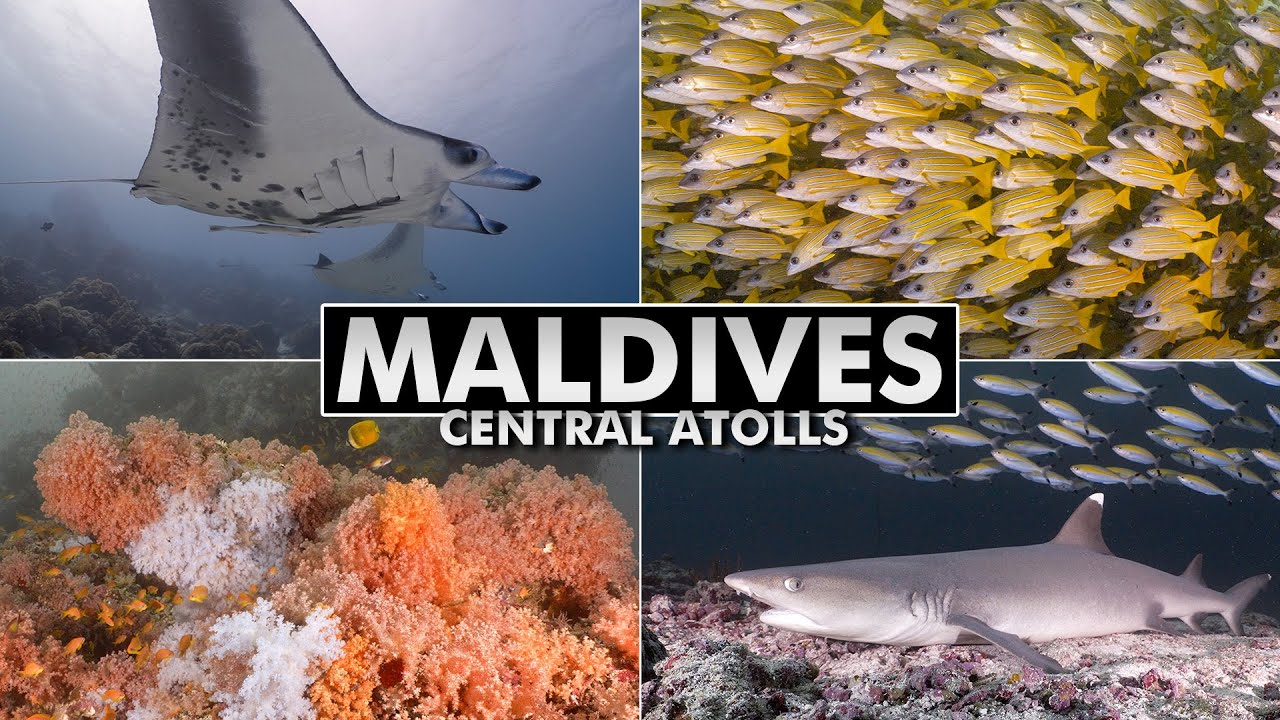 Diving Central Atolls, Maldives [4k] - YouTube