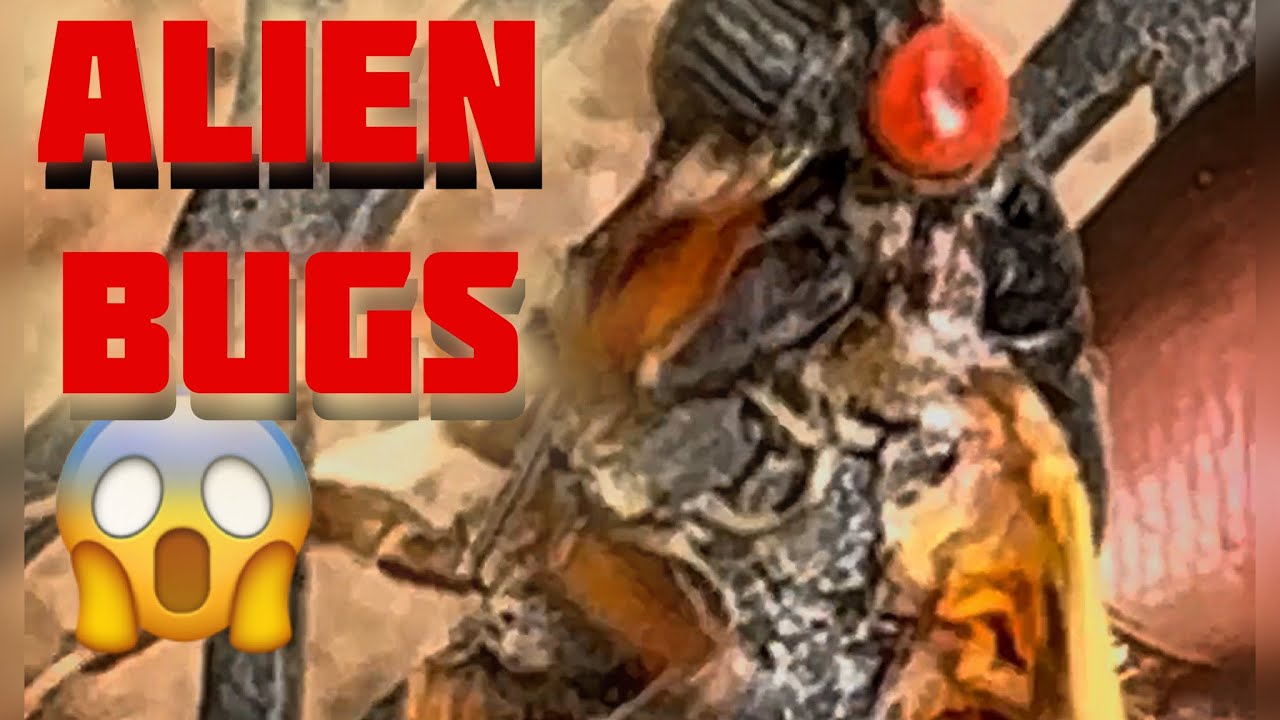 Aliens Among Us. Devil eyed bug. - YouTube