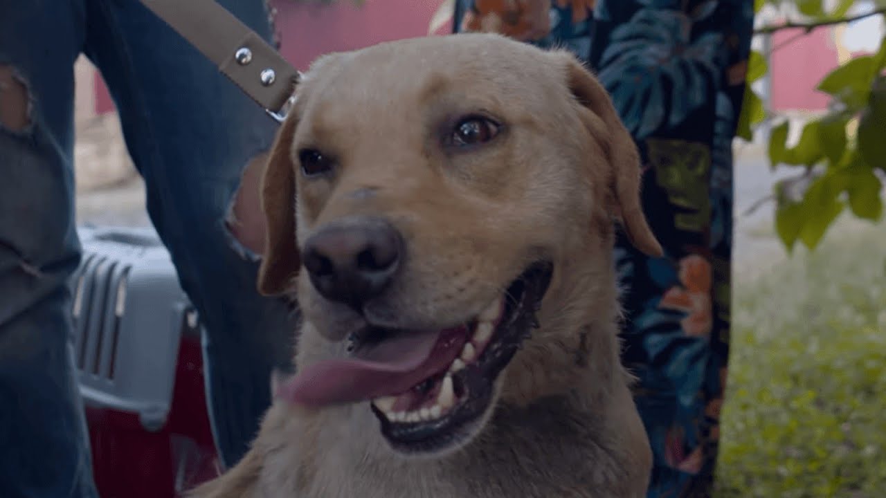 Neglected and Chained — Labrador is Freed from His Old Owners - YouTube