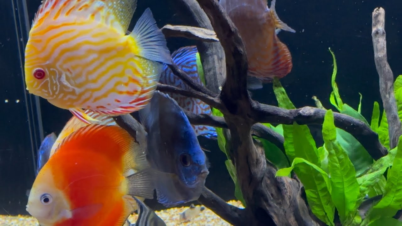 75 Gallon Planted Discus Fish Aquarium Ideas - YouTube